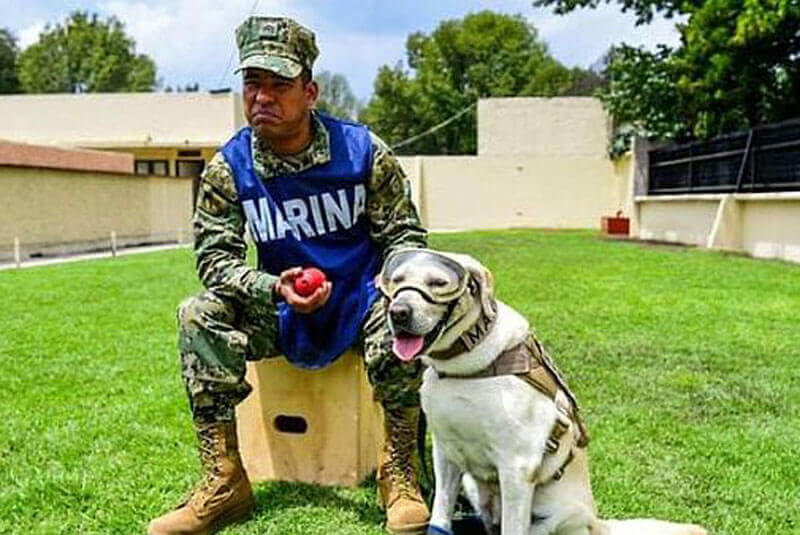 Mexican Hero, 'Frida the Rescue Dog,' Retires - Casa Bay Villas